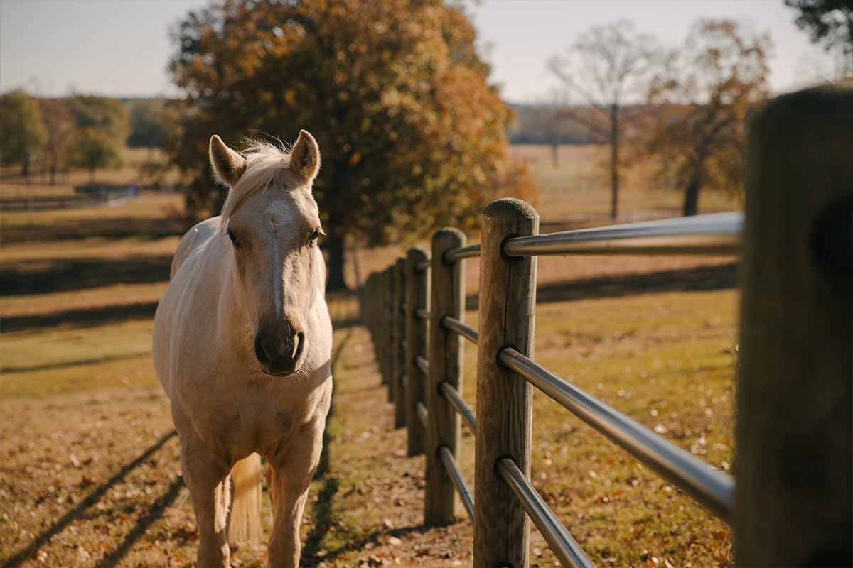 Ponderosa_Fence_1