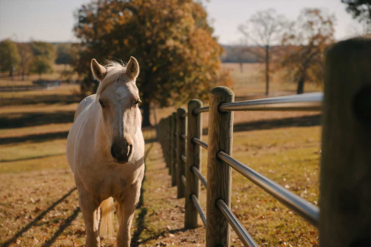 Ponderosa_Fence_1